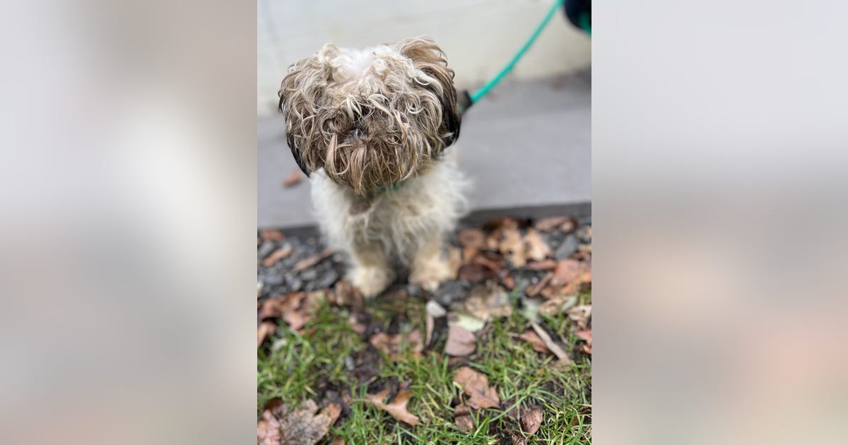 PSPCA rescues 21 dogs from unsanitary conditions at Lancaster County ...