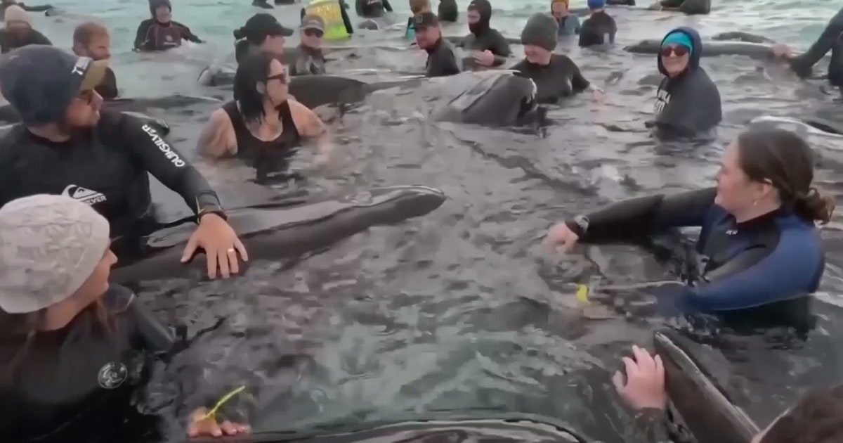 Beached whales euthanized in Australia after frantic rescue efforts ...