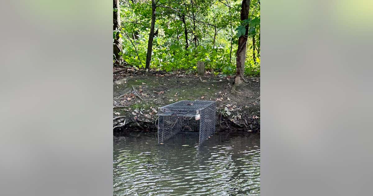 Alligator on the loose in NJ county; residents urged to stay away from ...