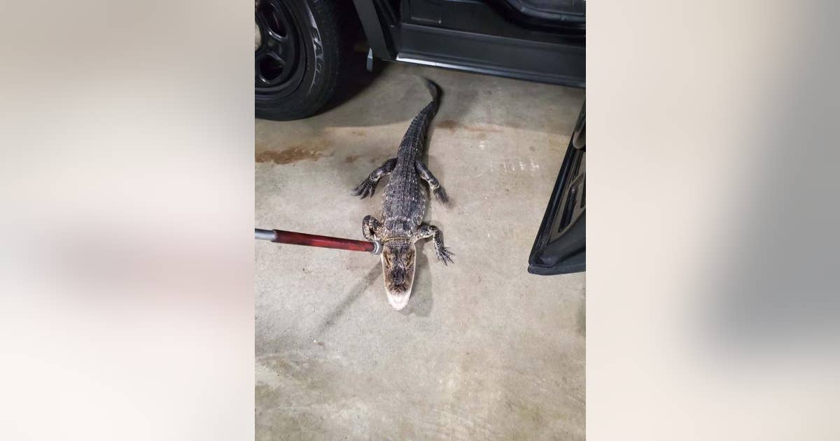 'Cold-blooded reptile' caught! Alligator captured after eluding NJ ...
