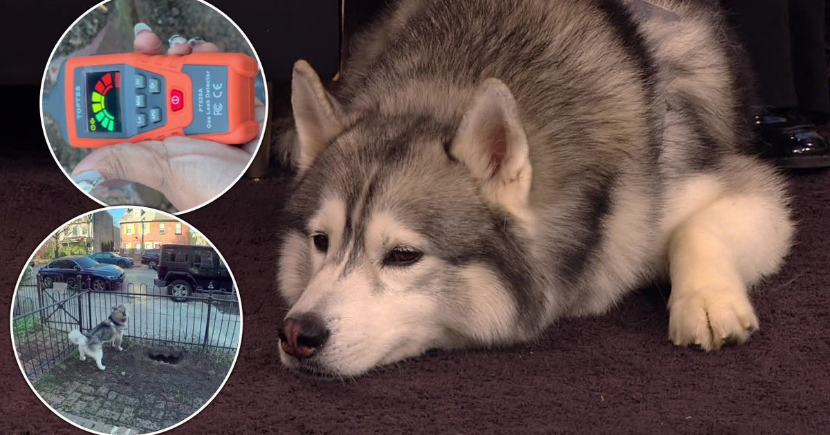 Hero Husky credited with sniffing out dangerous gas leak under ...