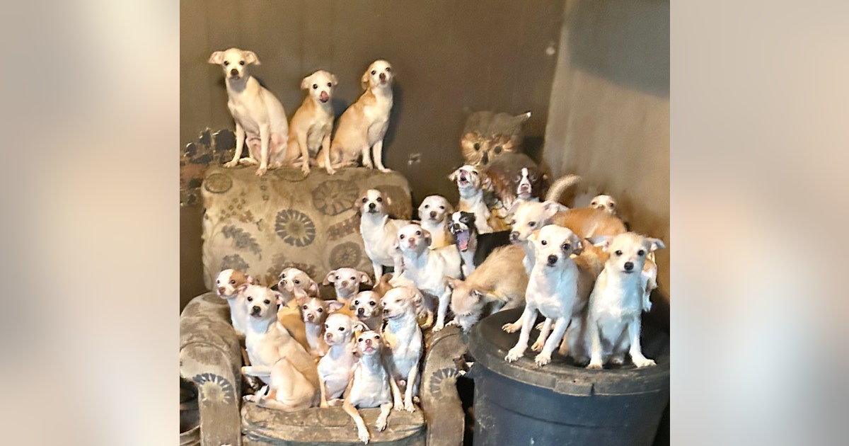 Over 70 animals found living in squalor in Delaware mobile home ...