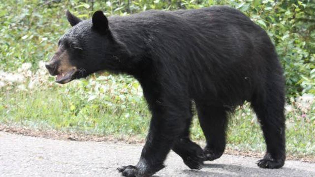 Bear killed in crash after multiple sightings around Delaware: police ...