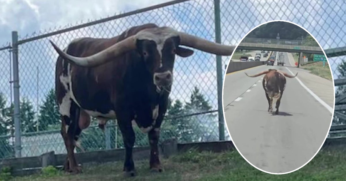 Escaped bull caught running down Pennsylvania highway, stopping by ...