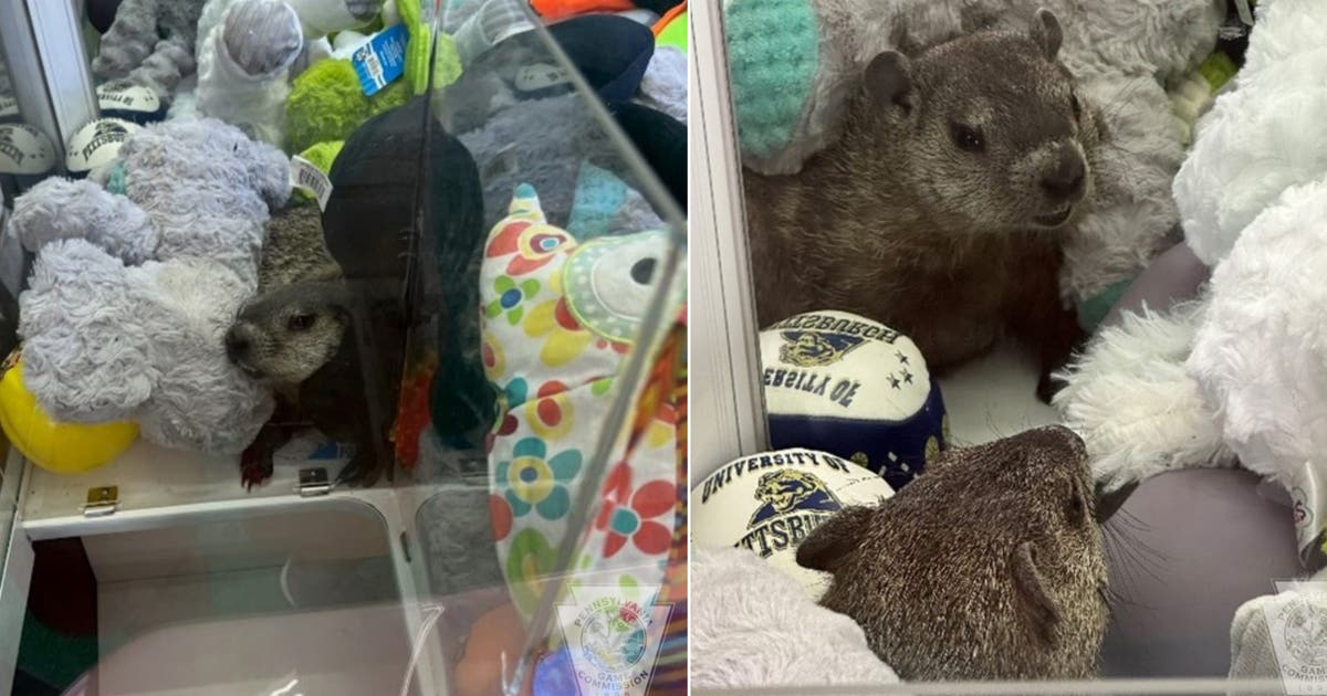 Groundhog found hiding inside claw machine at Pennsylvania mini golf ...