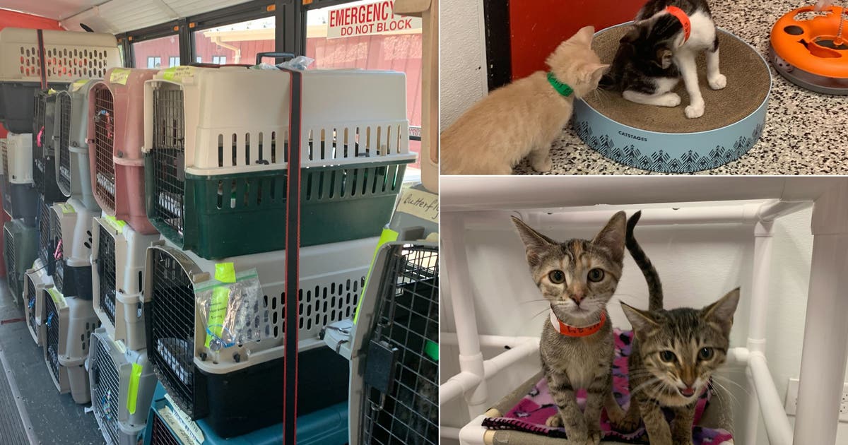 Animals rescued from Hurricane Milton up for adoption in Pennsylvania ...