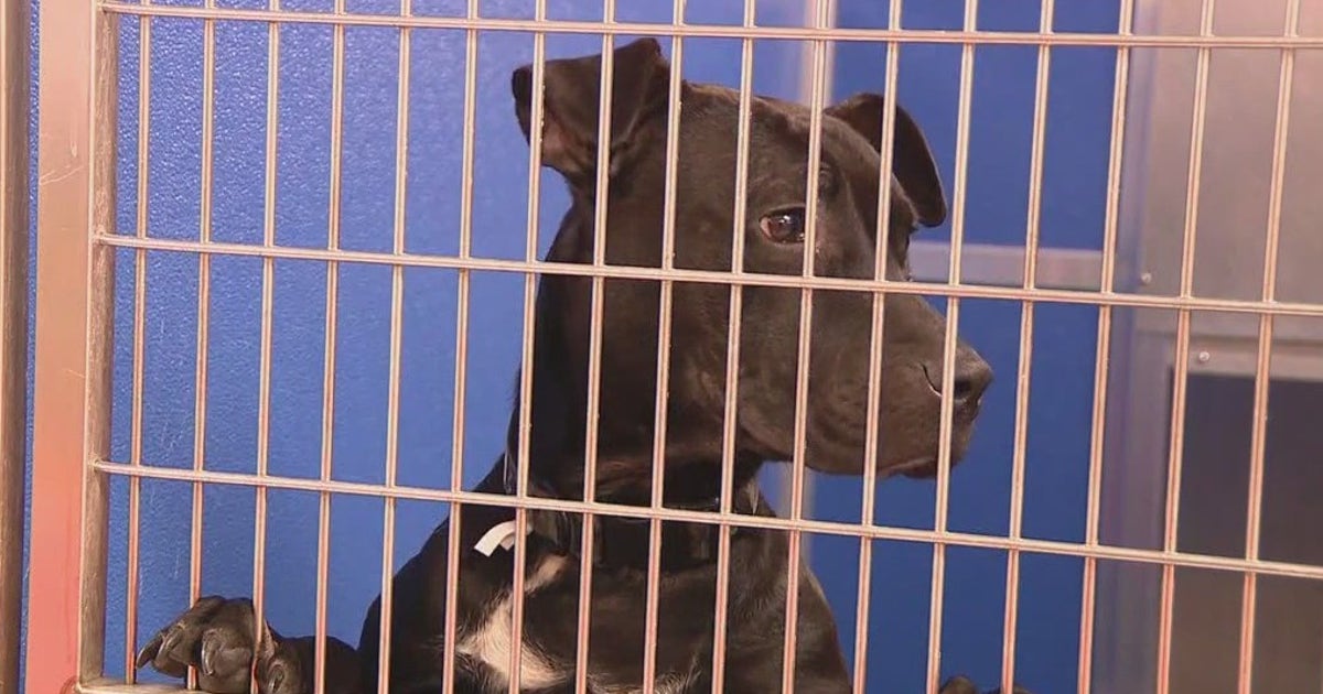Can you adopt or foster a dog? ACCT Philly issues urgent plea due to ...