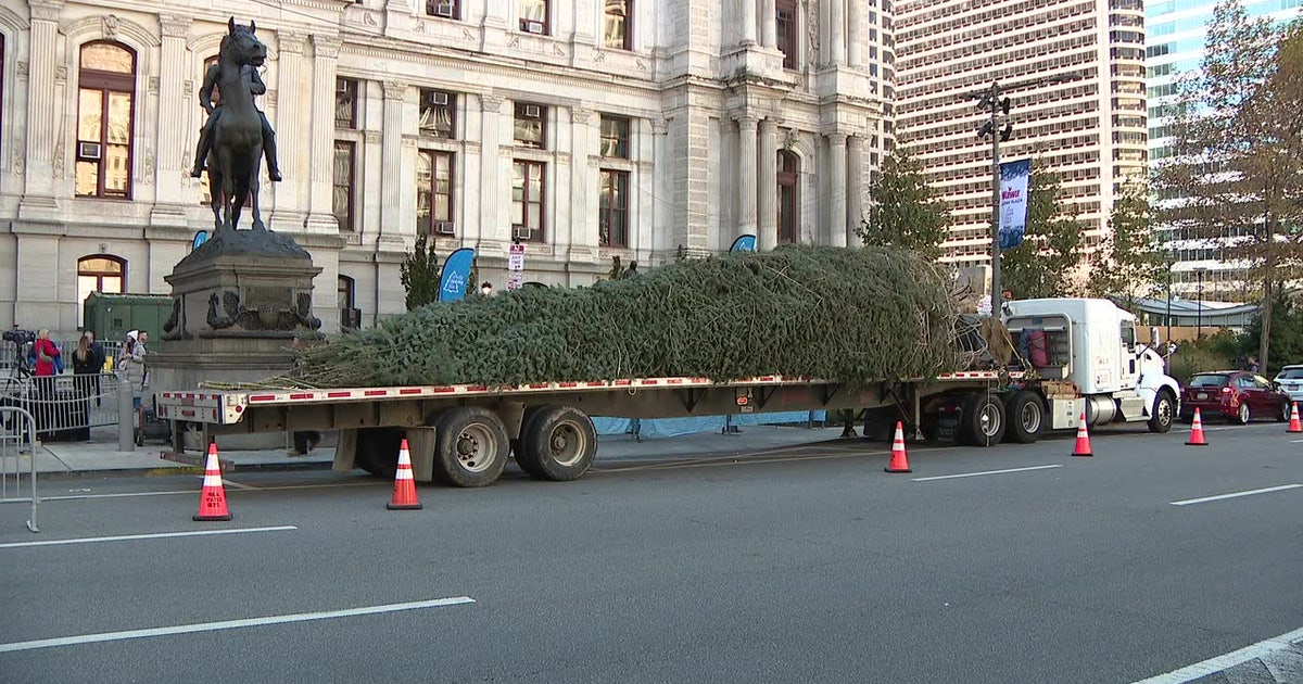 Philadelphia's Christmas tree arrives at City Hall; prepares for ...