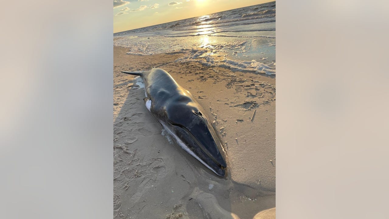 Whale found washed ashore on Sunset Beach in Cape May | FOX 29 Philadelphia