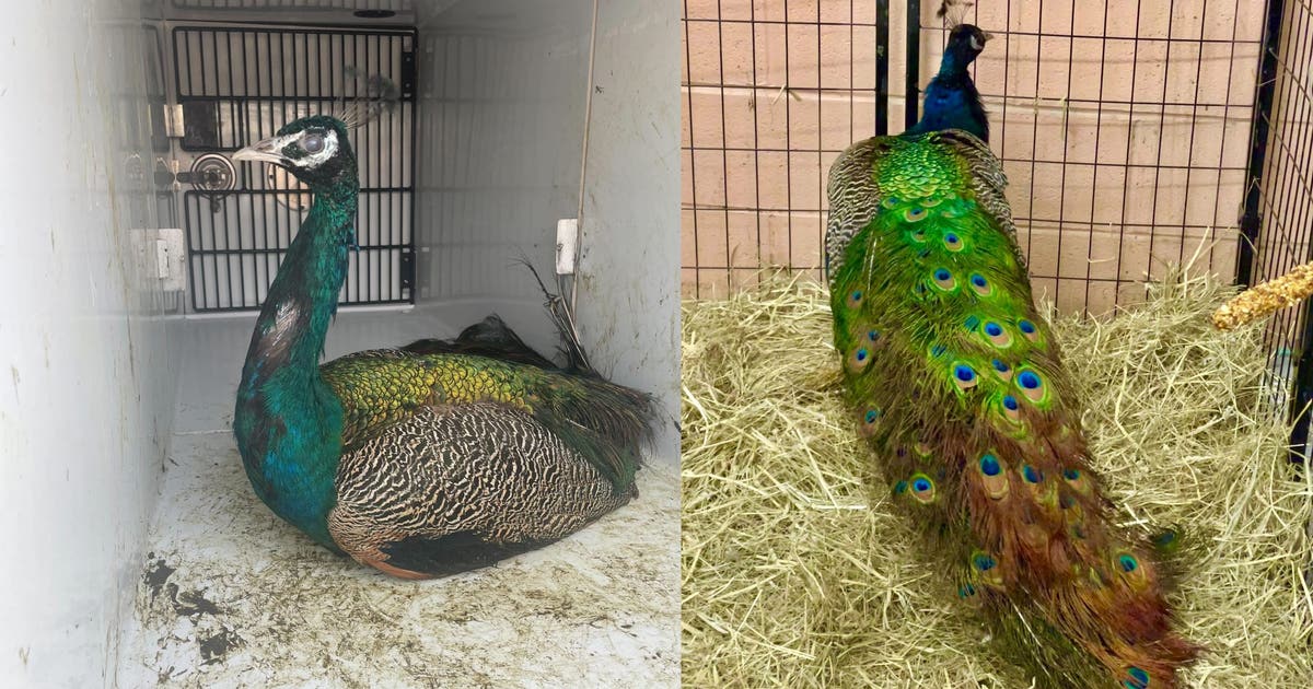Peacock found 'strutting' around streets of Philadelphia: 'Only in ...