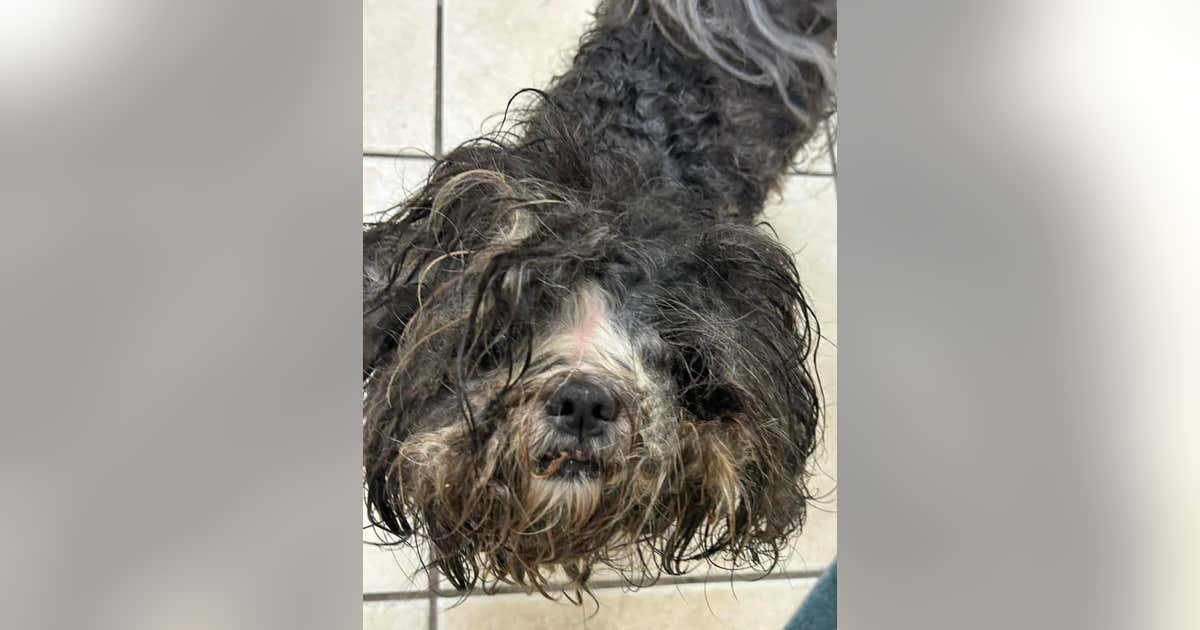 3 dogs abandoned, left in the rain outside NJ animal shelter: officials ...