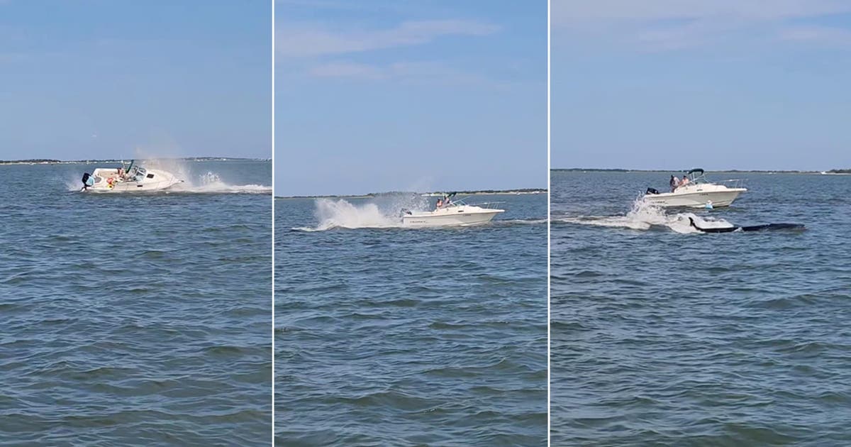 Whale dies after getting hit by boat, knocking passenger overboard in ...