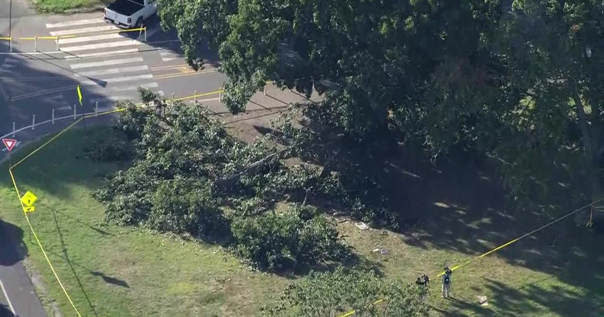 4 men injured after tree falls in Fairmount Park: police | FOX 29 ...