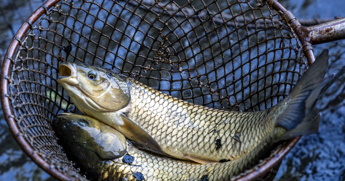 The 60 invasive aquatic animals of 'greatest concern' in Pennsylvania ...