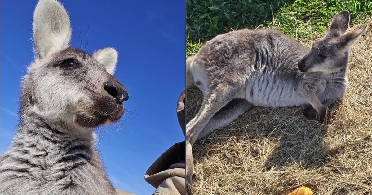 Rex the Wallaby found safe after escaping animal farm in New Jersey ...