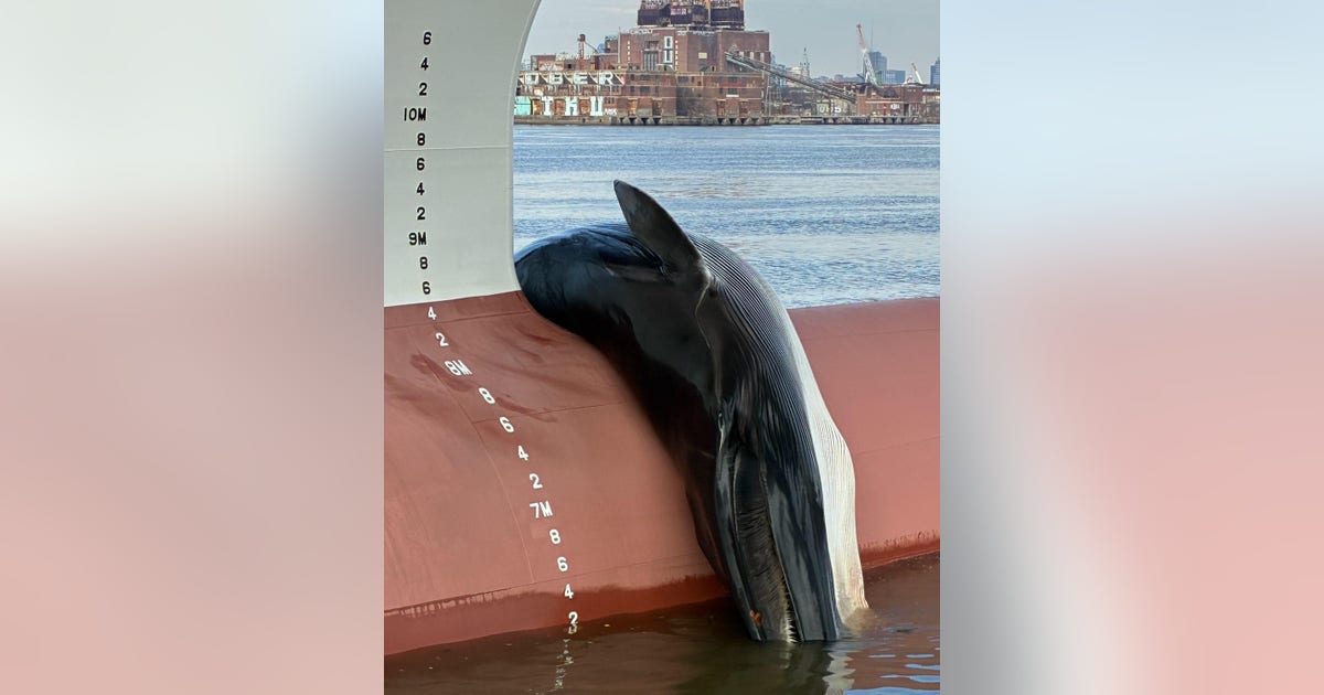 Carcass of 25-30 foot long whale spotted on bow of ship sailing on ...