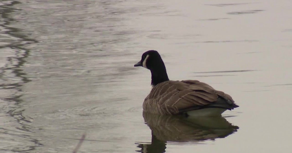 Bird flu suspected cause of geese deaths across South Jersey | FOX 29 ...