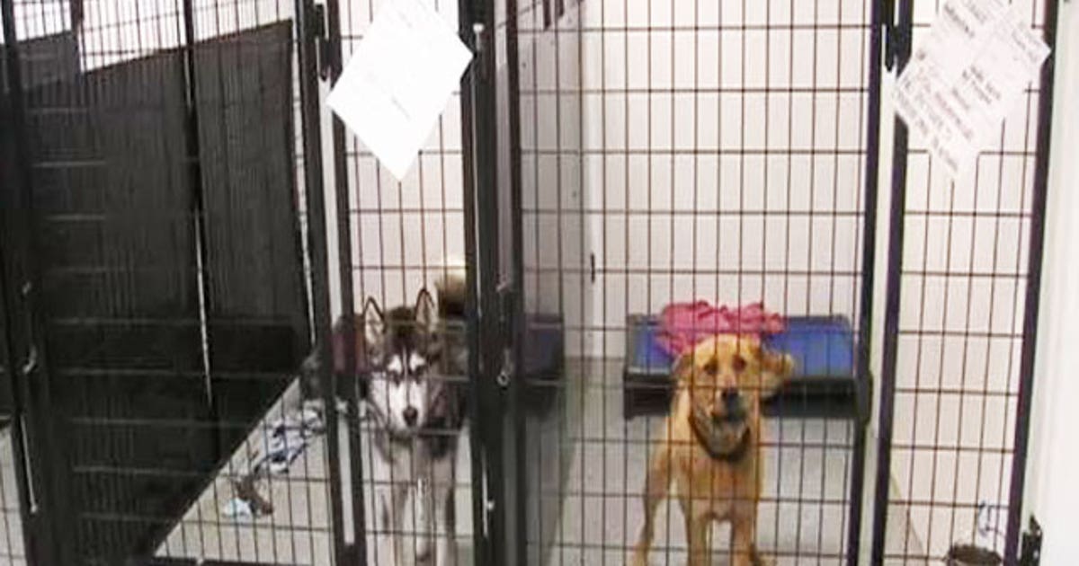 Animal Control fights Detroit Dog Rescue over who owns found dogs | FOX ...