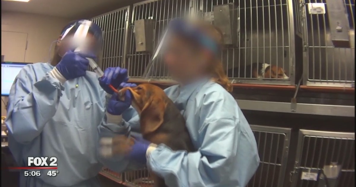 Beagles rescued from pesticide testing up for adoption | FOX 2 Detroit