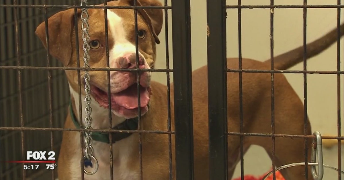Detroit Dog Rescue out of space at shelter, can't help dogs in need ...