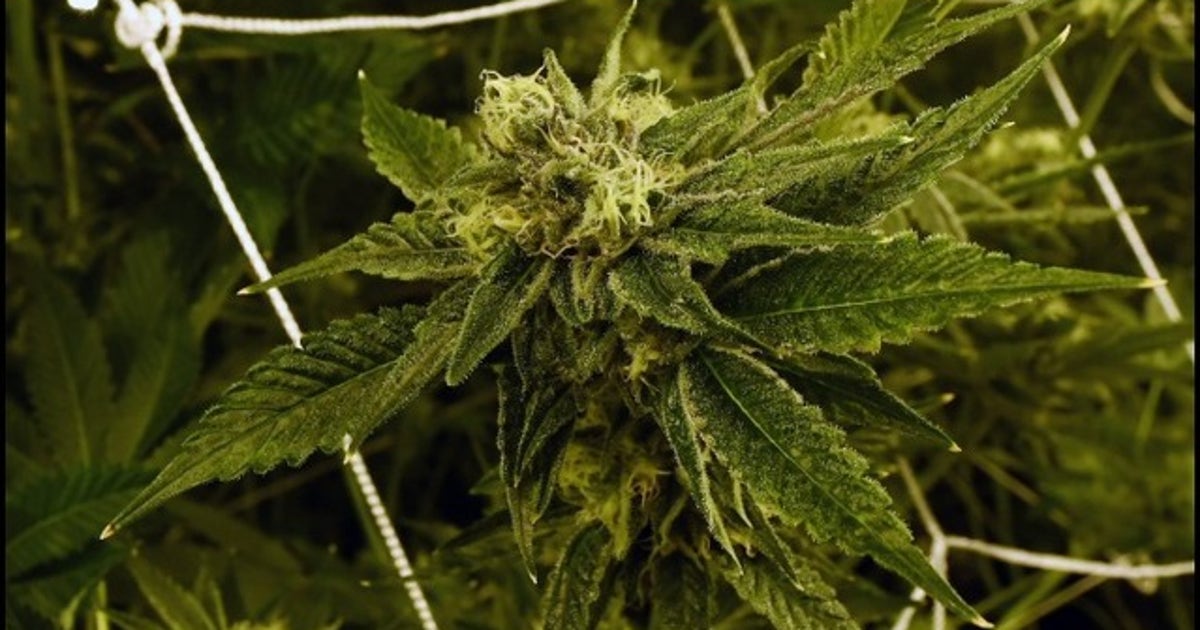 Marijuana stores cannot call themselves dispensaries, Michigan agency ...