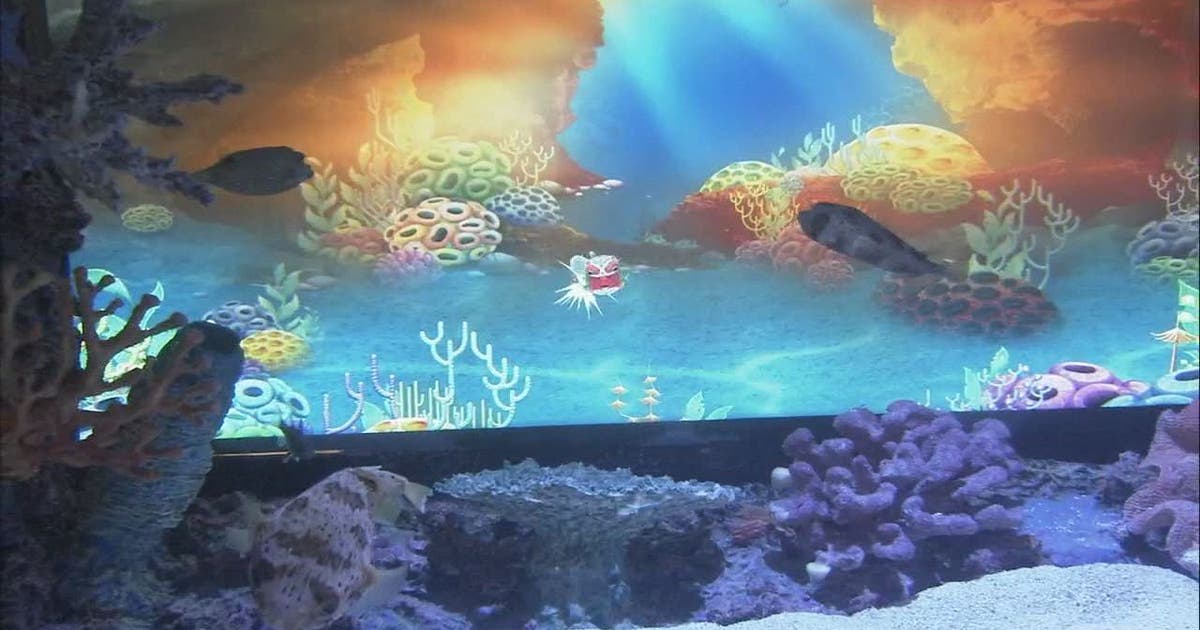 Create virtual fish at new Sea Life exhibit | FOX 2 Detroit