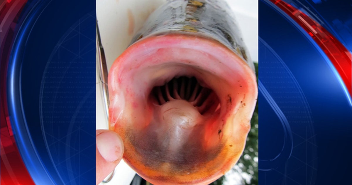 Michigan's Asian carp challenge seeks ideas to keep killer fish out of ...