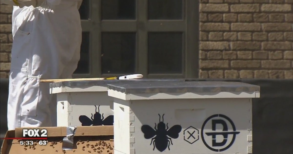 Bees in the D: hives take root on Detroit rooftops for preservation ...