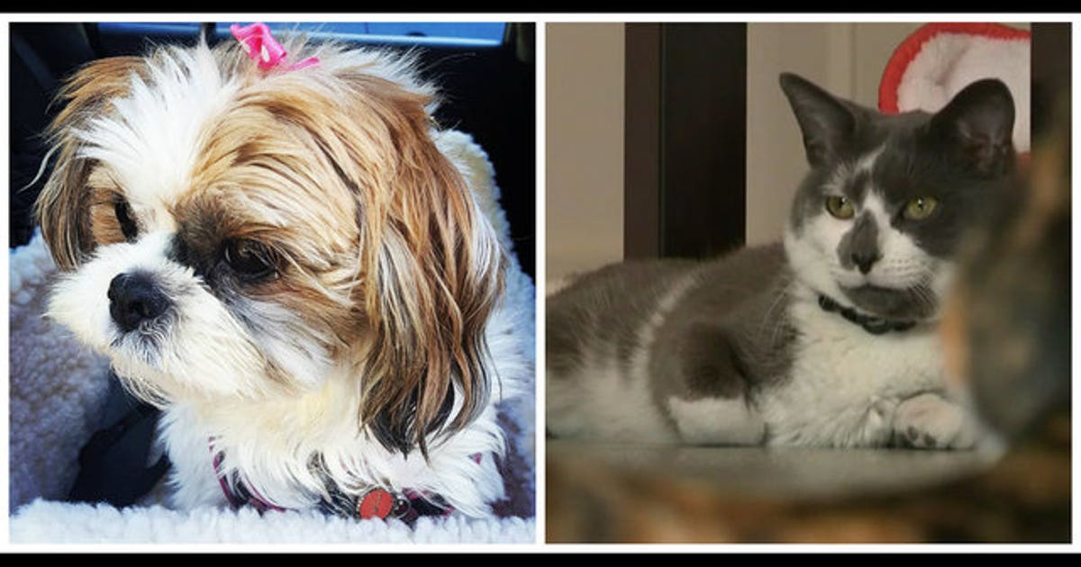 Dogs Vs. Cats: Scientists reveal which species is smarter | FOX 2 Detroit