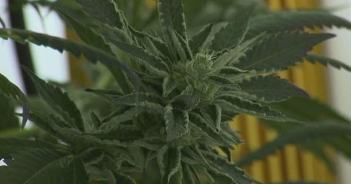 Detroit now accepting 2nd round of recreational marijuana business ...