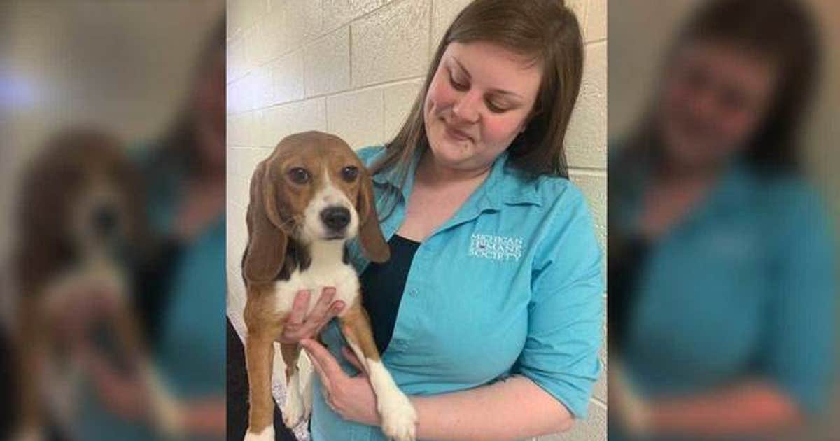 Beagles freed from lab test arrive at Michigan Humane Society | FOX 2 ...