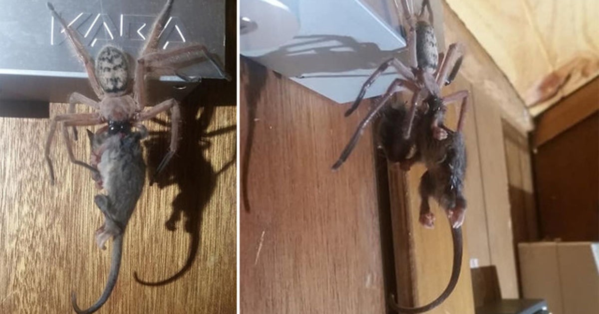 Guests Witness Massive Huntsman Spider Eating A Possum In Their Ski
