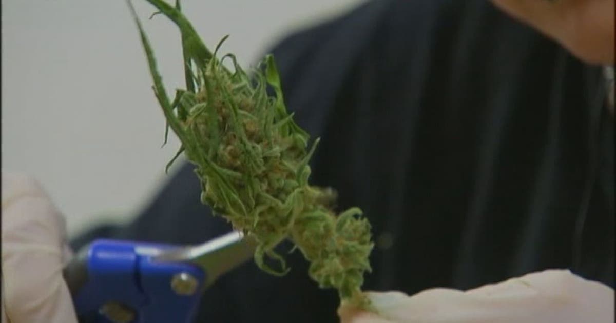 Marijuana becomes legal in Michigan on Dec. 6 | FOX 2 Detroit