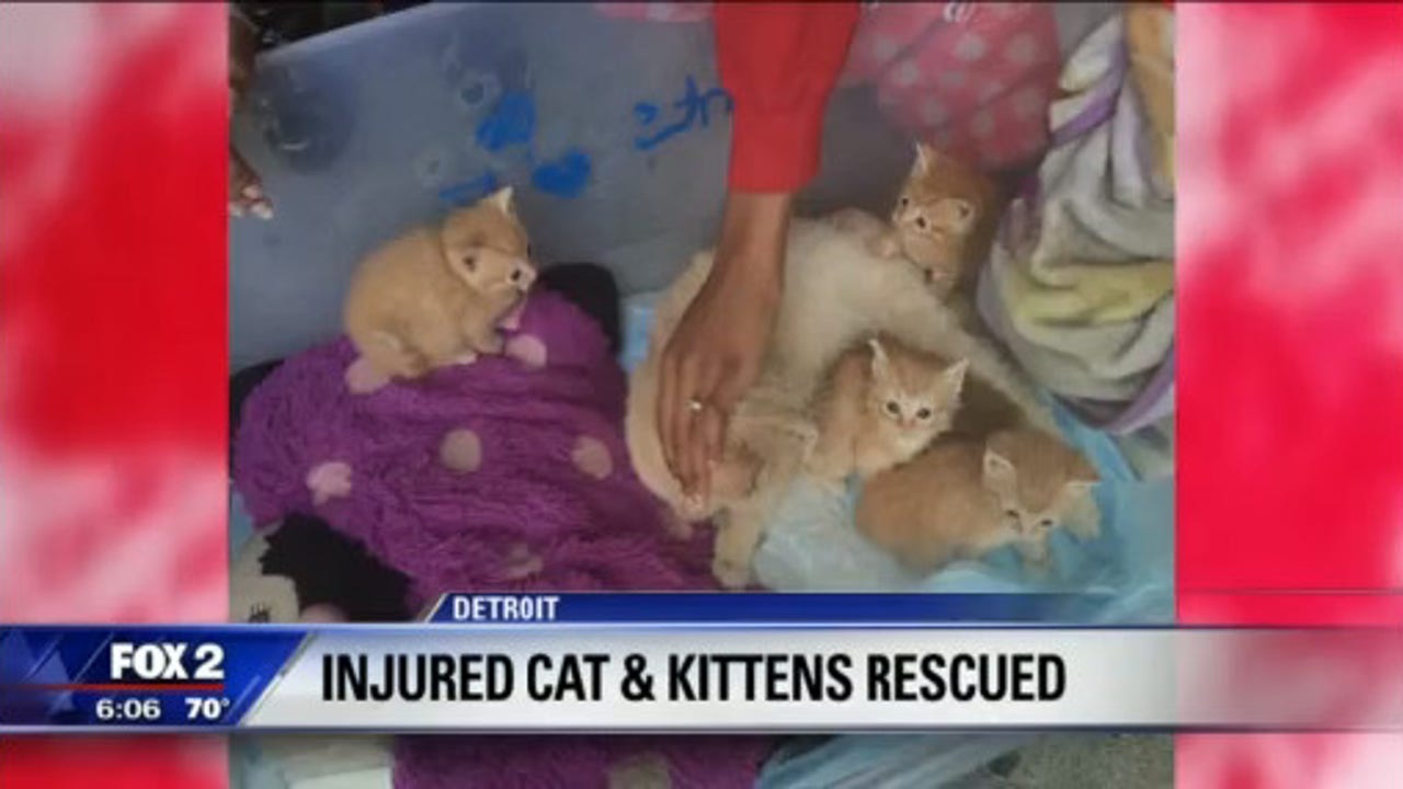 Cat and five kittens rescued on Detroit's west side | FOX 2 Detroit