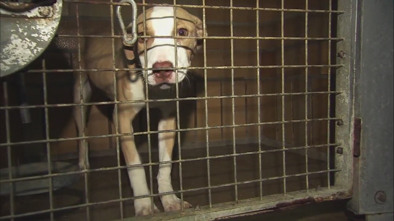 Detroit Animal Control responds to animal abuse allegations | FOX 2 Detroit