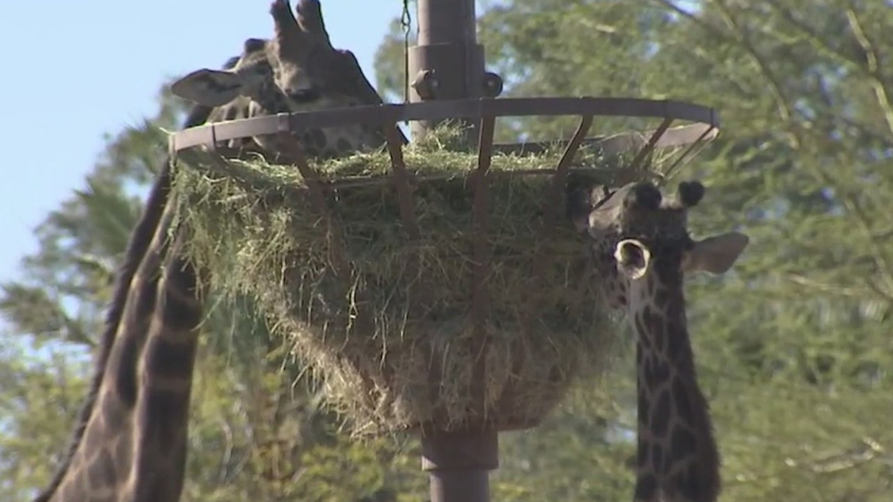 Zookeeper describes the birth of a giraffe | FOX 2 Detroit