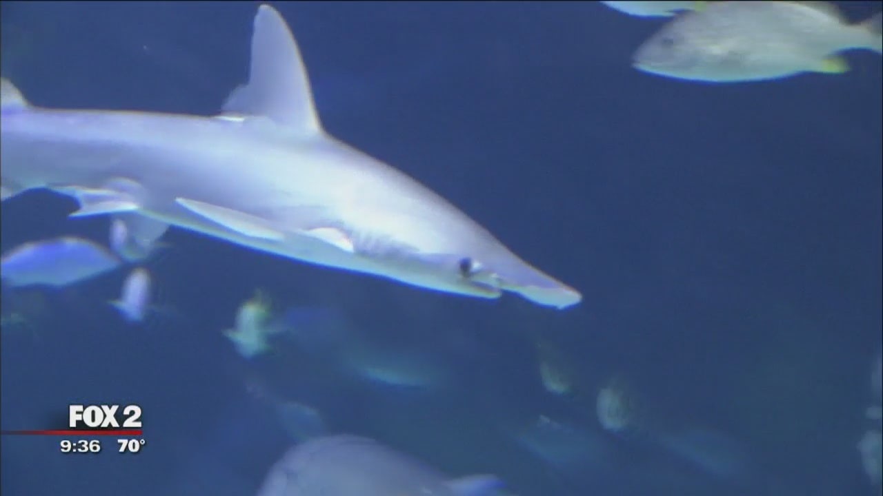 Great Lakes Crossing's SEA LIFE celebrates Shark Week | FOX 2 Detroit