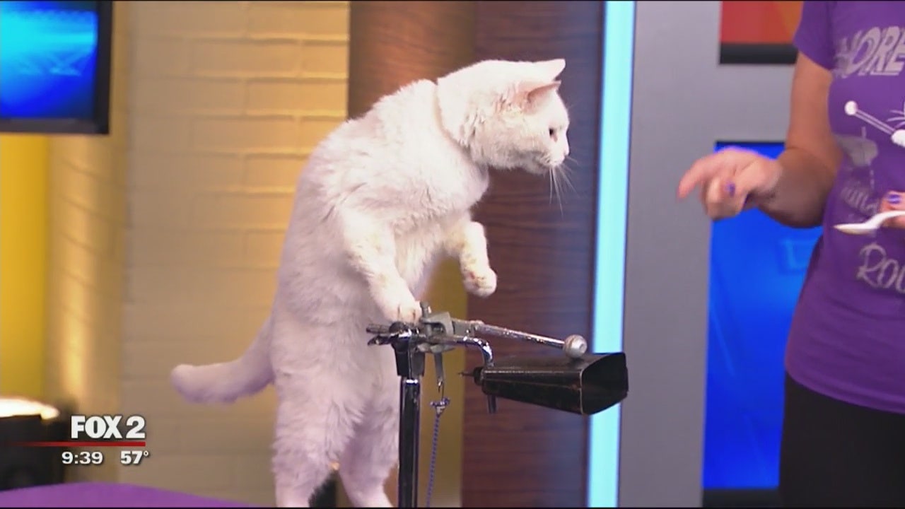 Meet The Amazing Acro-Cats | FOX 2 Detroit