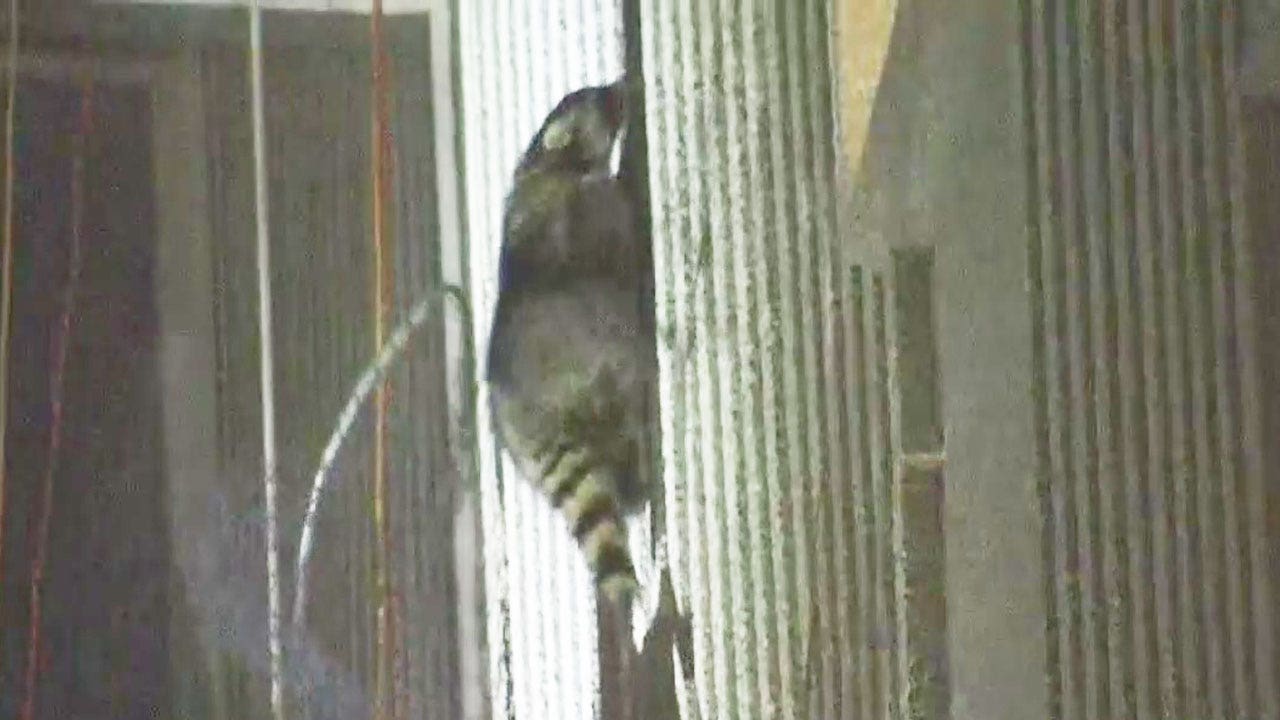 Daring raccoon rescue from building ledge caught on camera