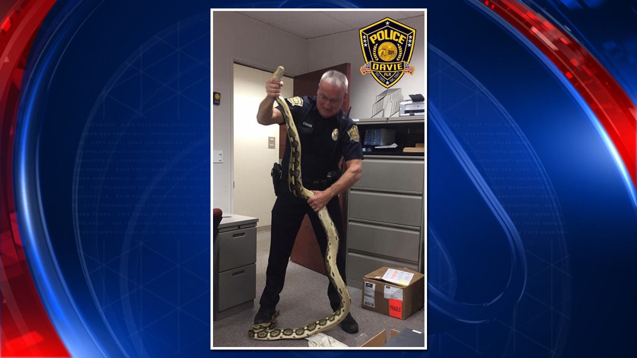 11-foot python slithers into South Florida student's car