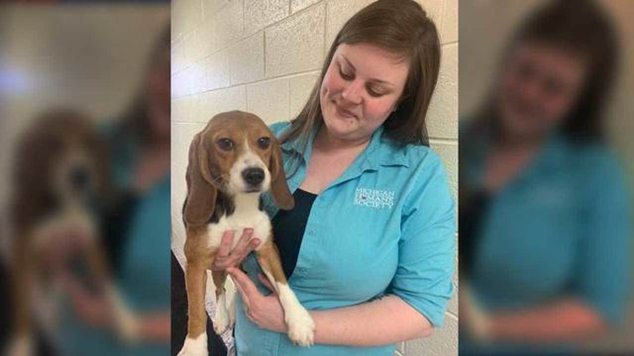 Beagles freed from lab test arrive at Michigan Humane Society | FOX 2 ...