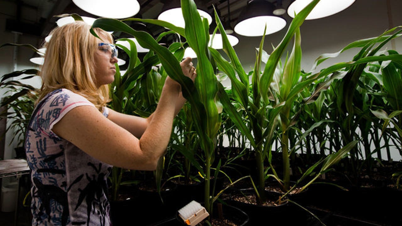 Judge weighs science behind Monsanto Roundup cancer claim | FOX 2 Detroit