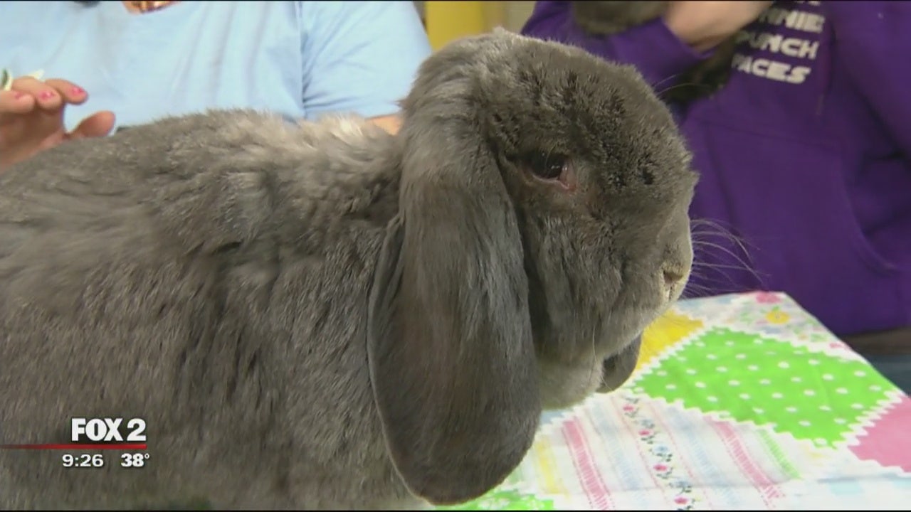 Rabbit rescue 101 from Michigan Rabbit Rescue | FOX 2 Detroit
