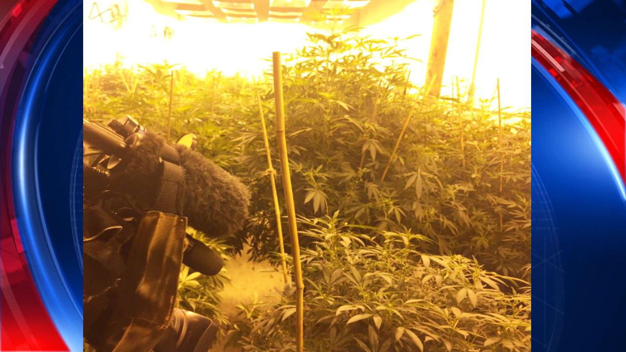 Detroit Police Make 600k Weed Bust On Citys West Side Fox 2 Detroit