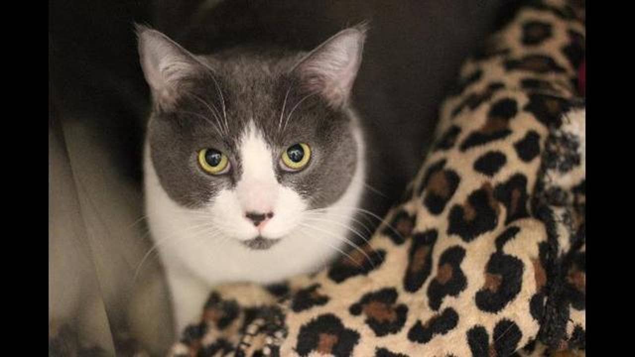 Meet "Roscoe" the FOX 2 Pet of the Week | FOX 2 Detroit