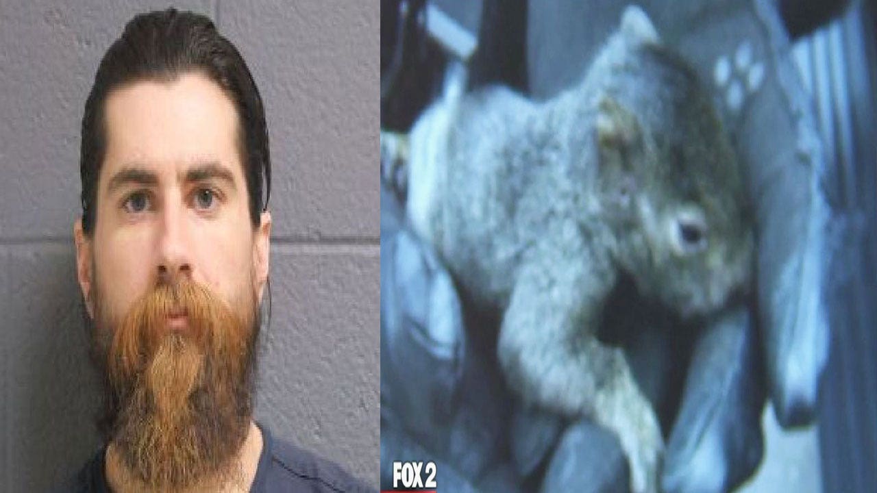 Man arrested with gun, marijuana and box of squirrels | FOX 2 Detroit