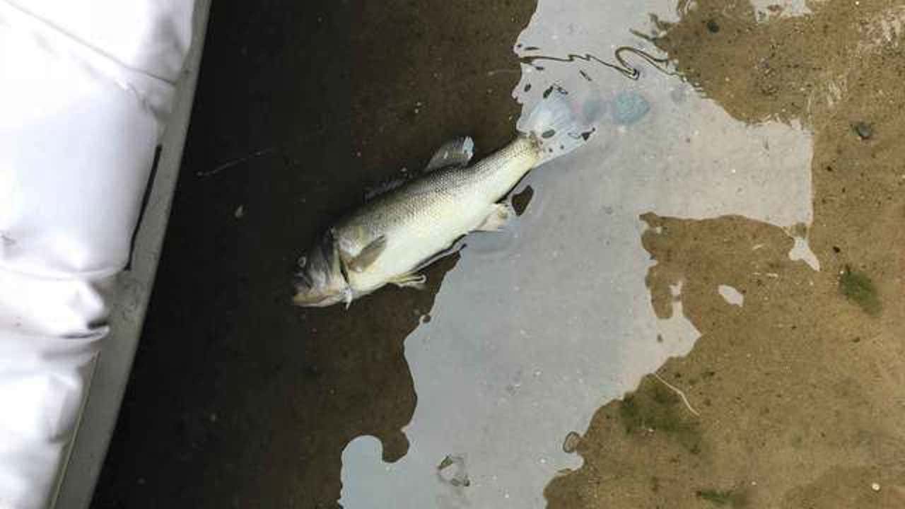 Fish virus confirmed in lake in Lower Peninsula