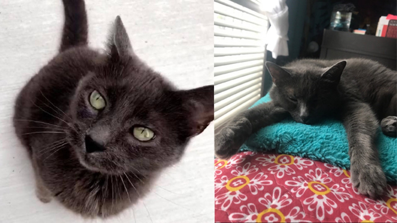 Cat goes missing, found stomped and shot in Wixom | FOX 2 Detroit