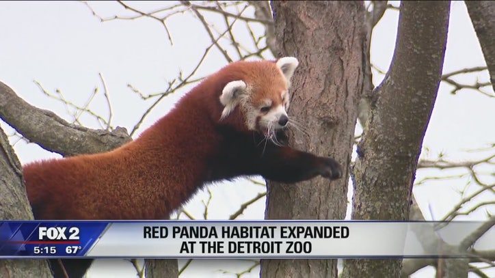 Red pandas get habitat upgrade at Detroit Zoo | FOX 2 Detroit