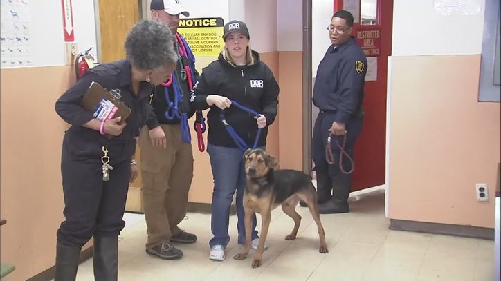 Rescue shelters pick up dogs from Detroit Animal Control | FOX 2 Detroit